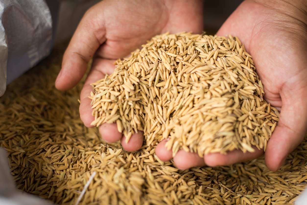 ASEAN Agritech: A Primary Beneficiary of the AI Revolution - Thailand Business News